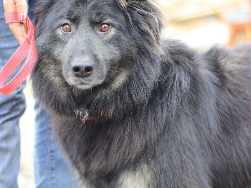 Ласковая собачка с травмированной лапкой