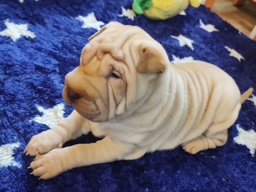 Щенок шарпея из профпттомника