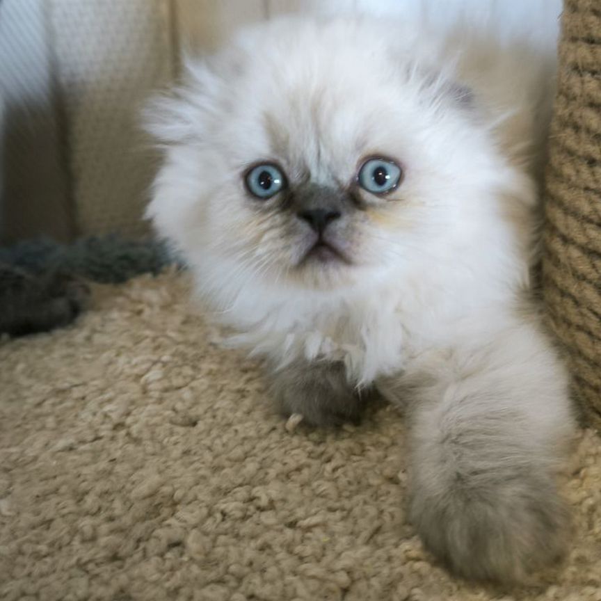 Хайленд фолды и страйты