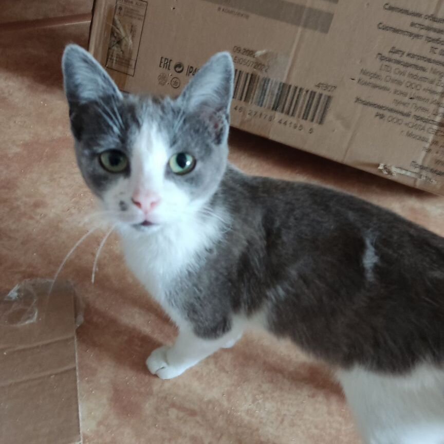 Кошечка Куколка