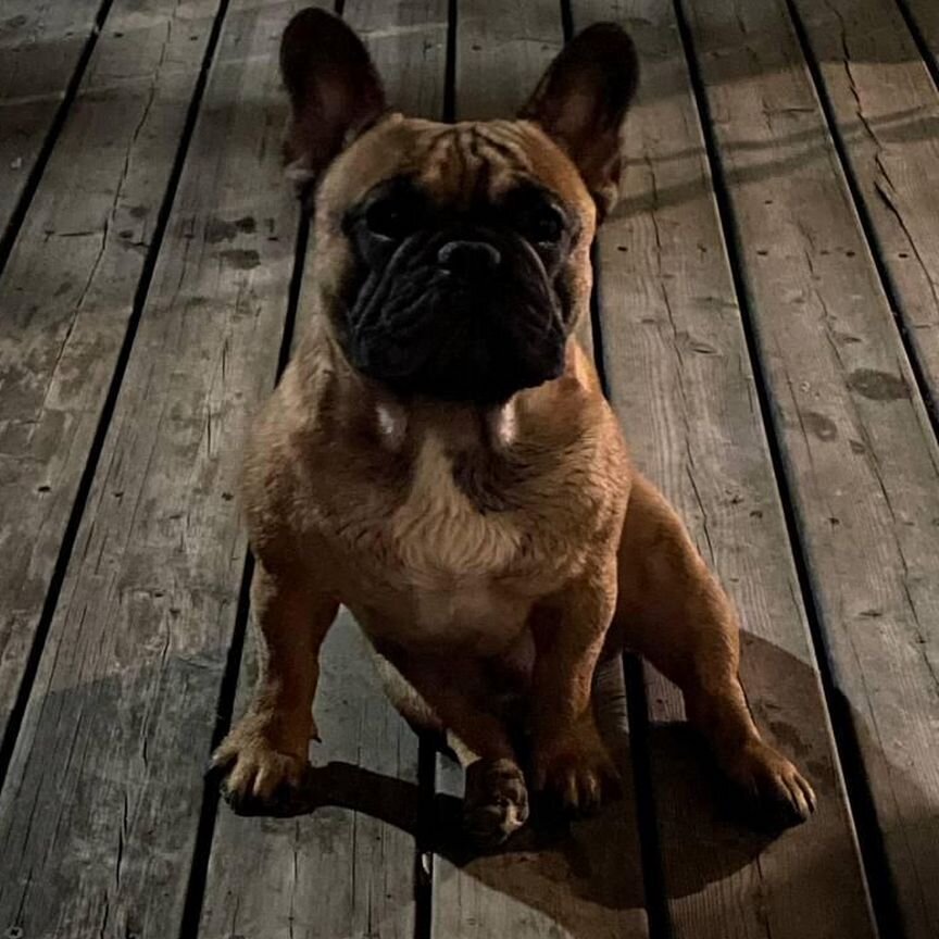 Вязка французский бульдог 2 года