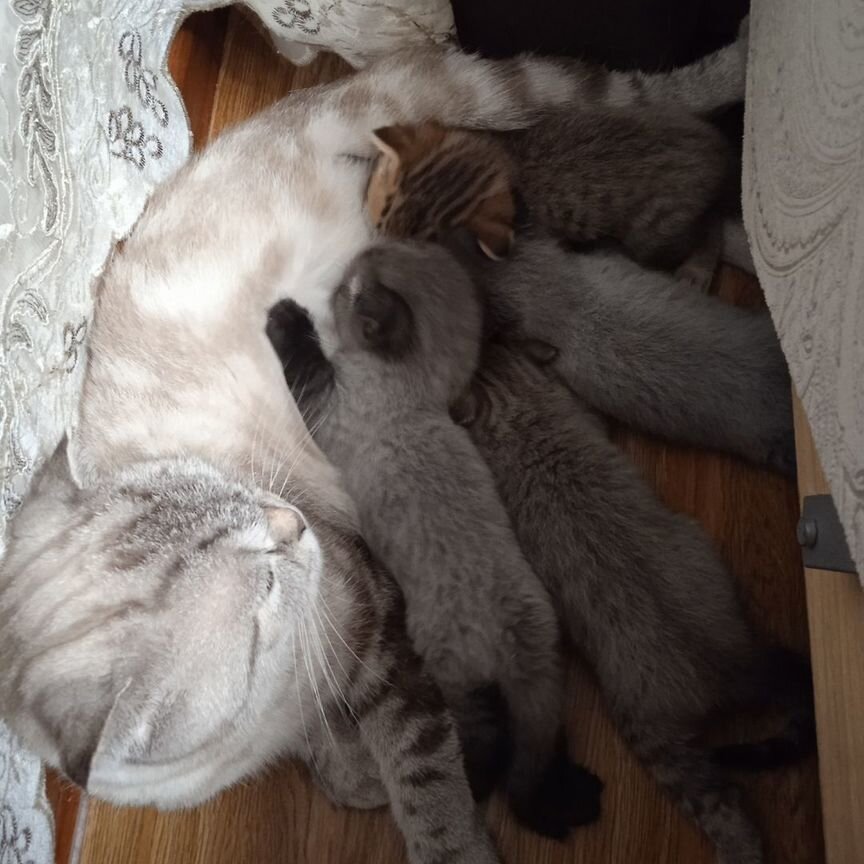 Продаю чистокровных шотландских вислоухих котят