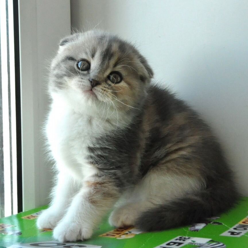 Шотландская вислоухая девочка