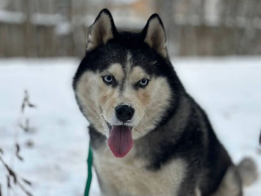 Хаски Вуди в добрые руки бесплатно