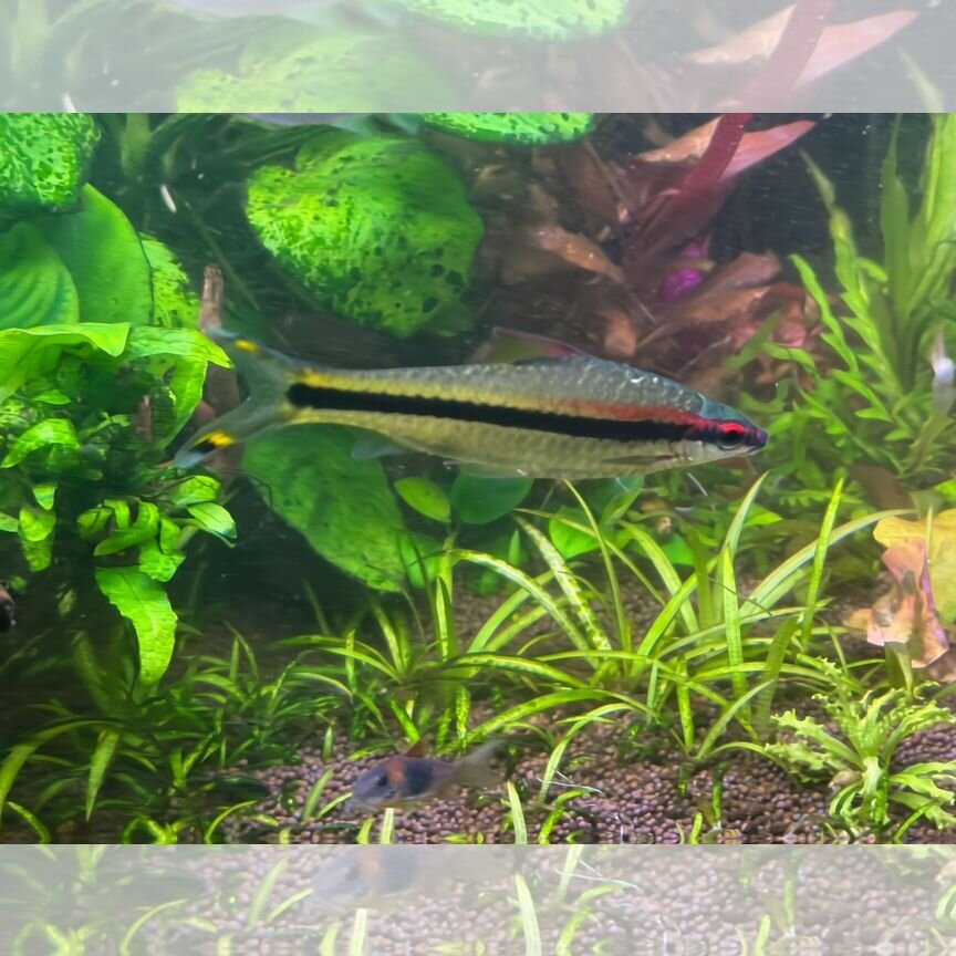 Продам рыбок