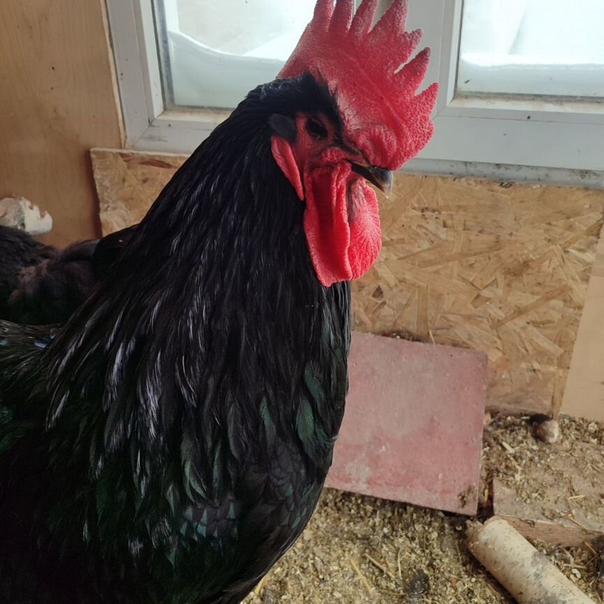 Молодые петухи в московской области