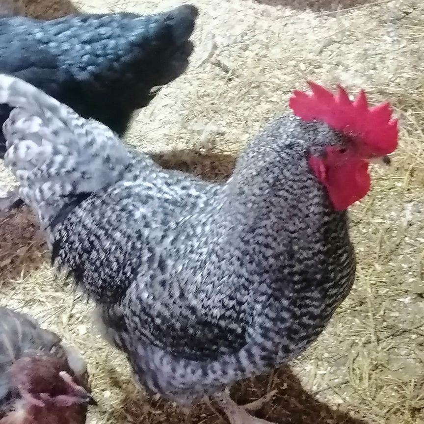 Петушки разных пород и не только