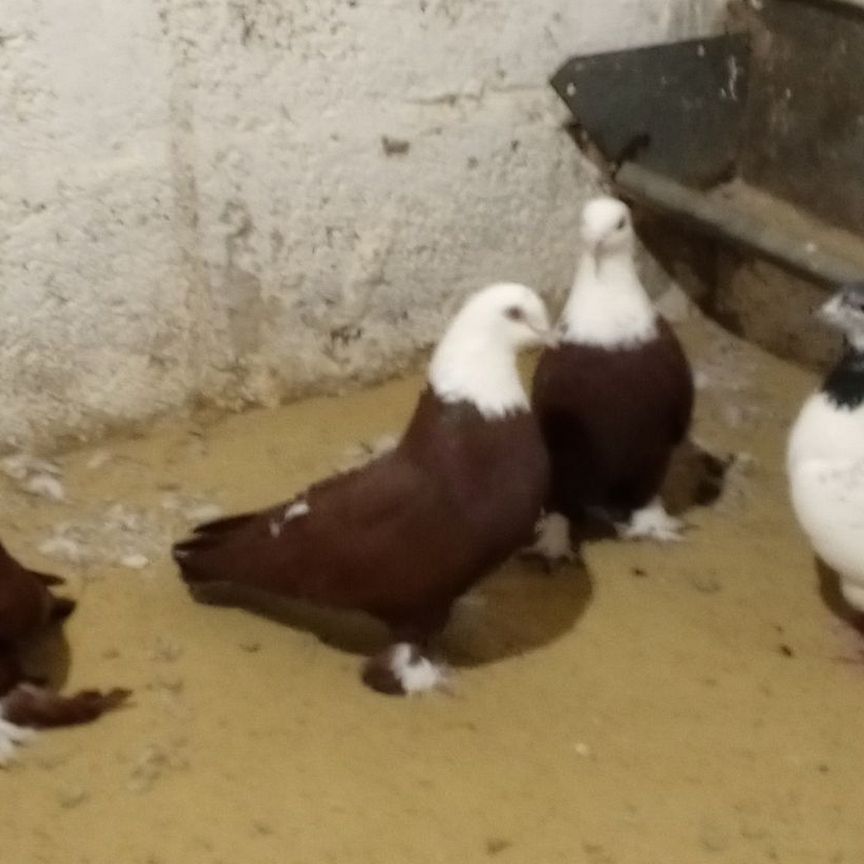 Продажа голубей