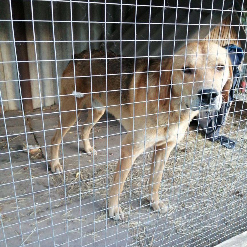 Собака в добрые руки отдам бесплатно