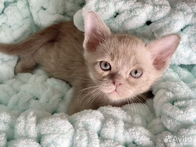 Бурманский лиловый мальчик