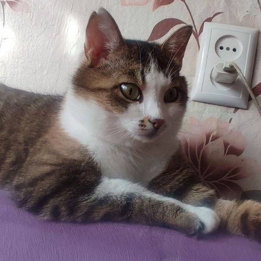 Взрослый кот в добрые руки