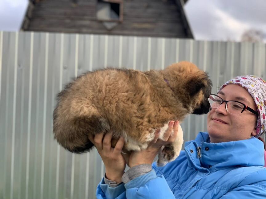 Щенок Миша ищет дом