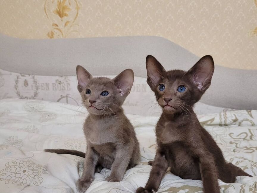Ориентальные котята