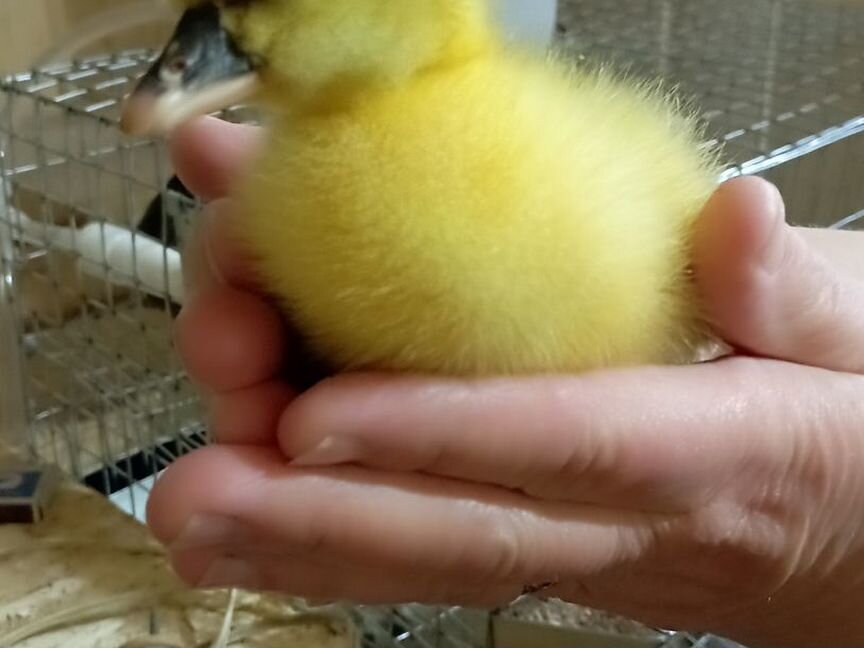 Гусята, утята