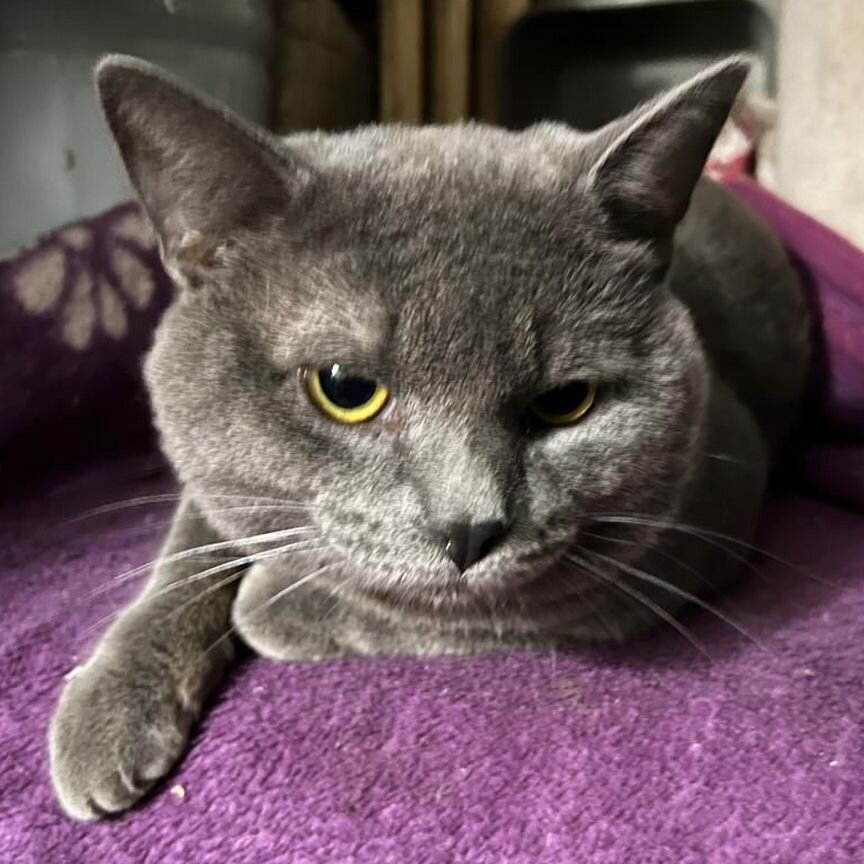 Котик полубританец