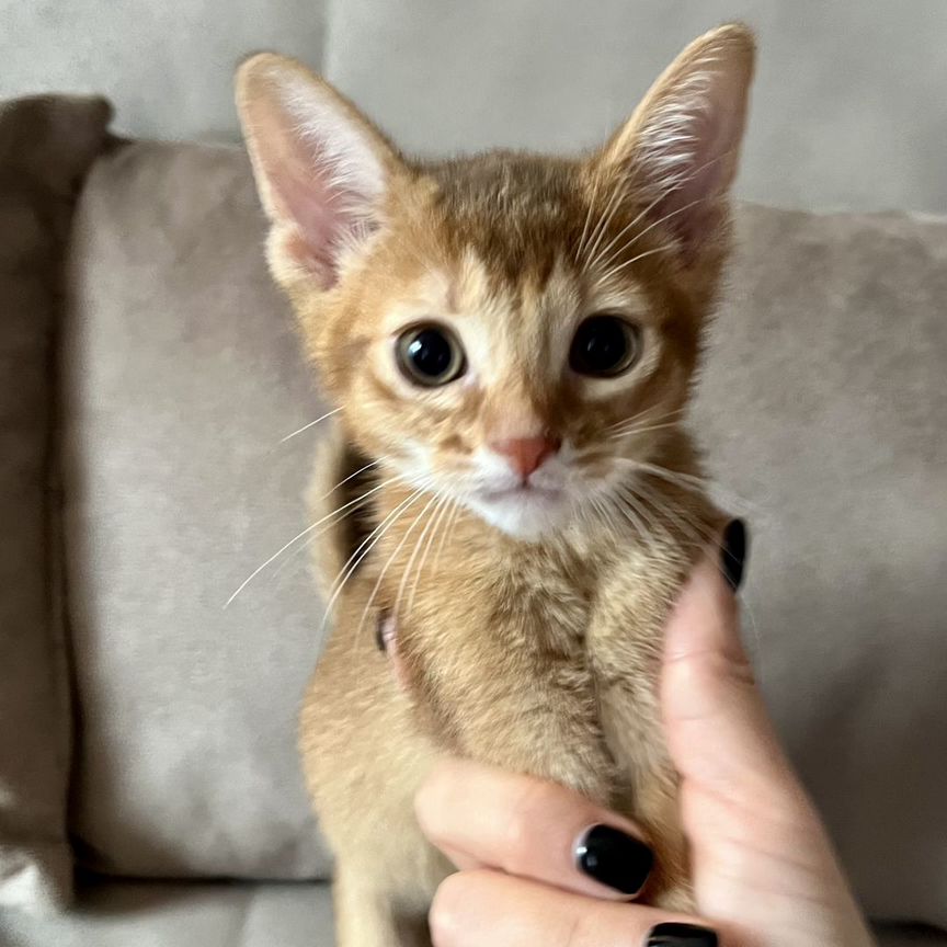 Абиссинские котята