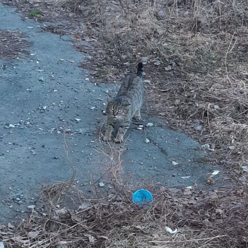 Котик в добрые руки