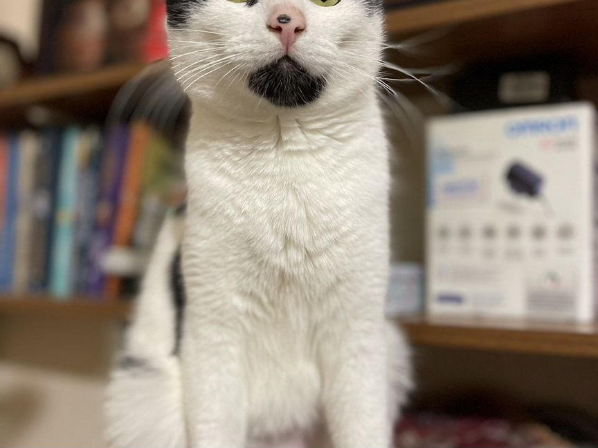 Котик Петя черно-белый в дар