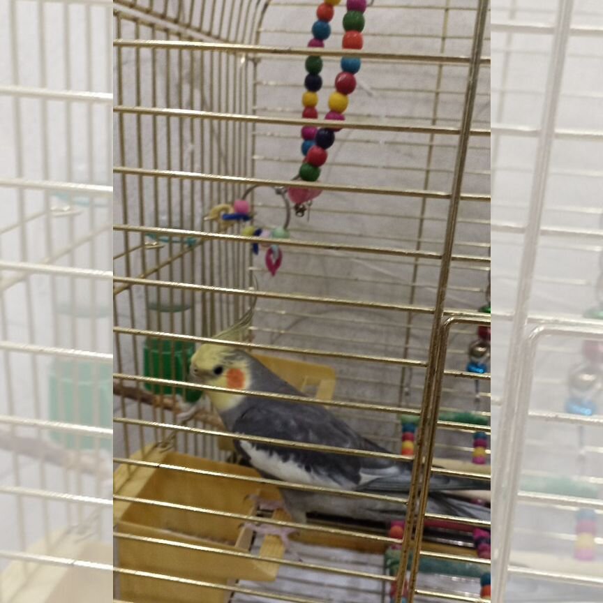 Попугай корелла с клеткой