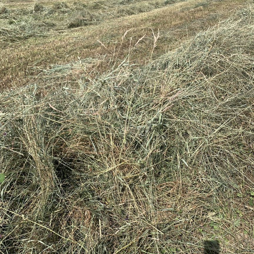 Сено в рулонах