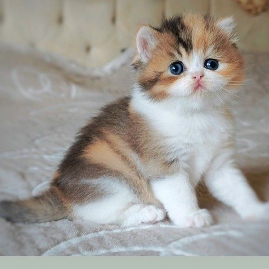 Шотландский прямоухий короткошёрстный котёнок