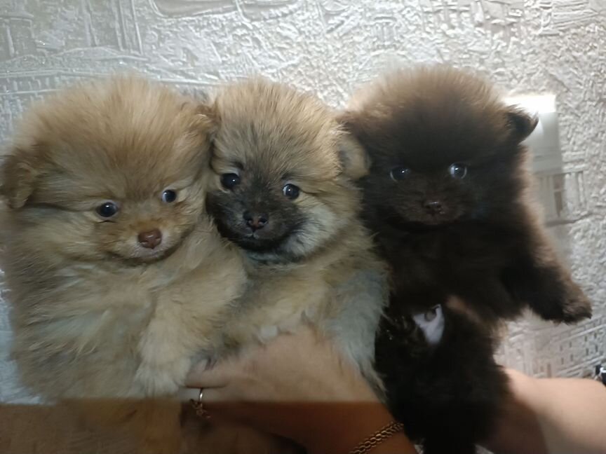 Померанский шпиц