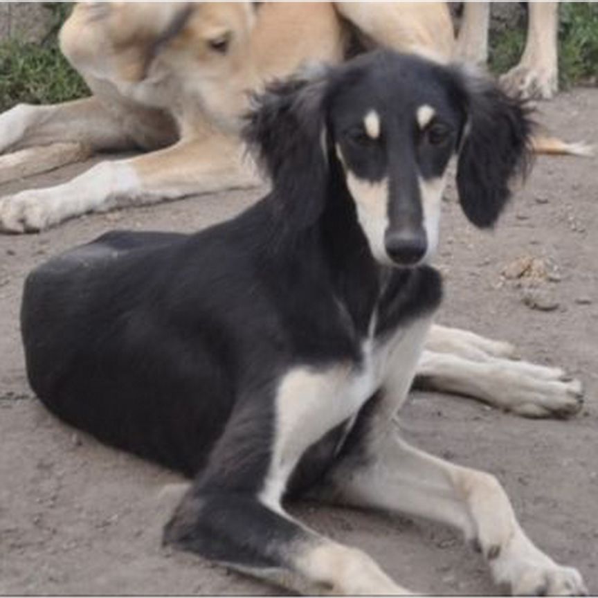 Салюки, щенок