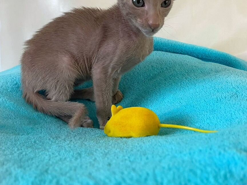 Ориентальный котенок девочка