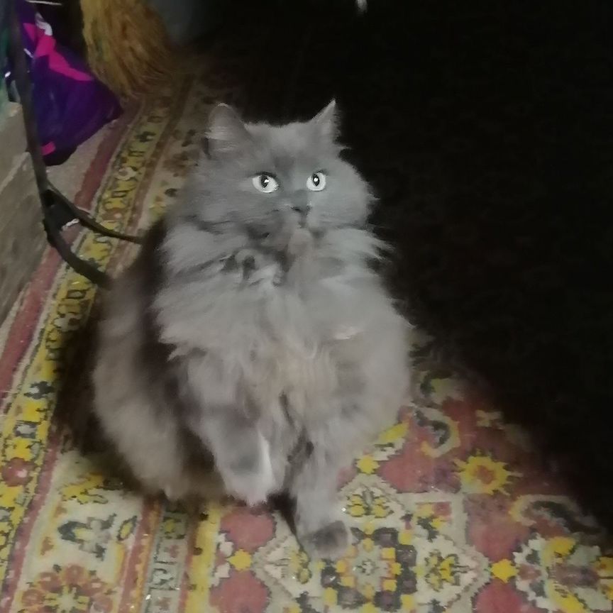 Кошка в добрые руки