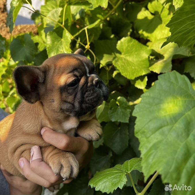 Французский красавец