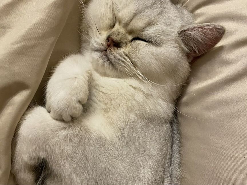 Британский кот больной