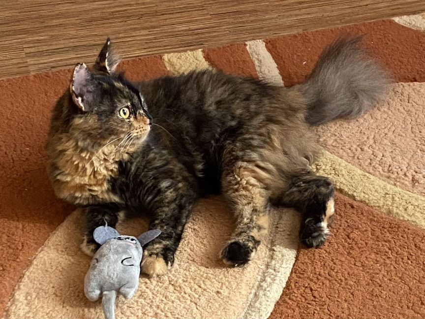 Пушистый котенок только в добрые руки