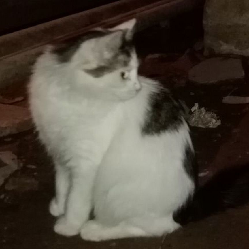 Бездомный котик