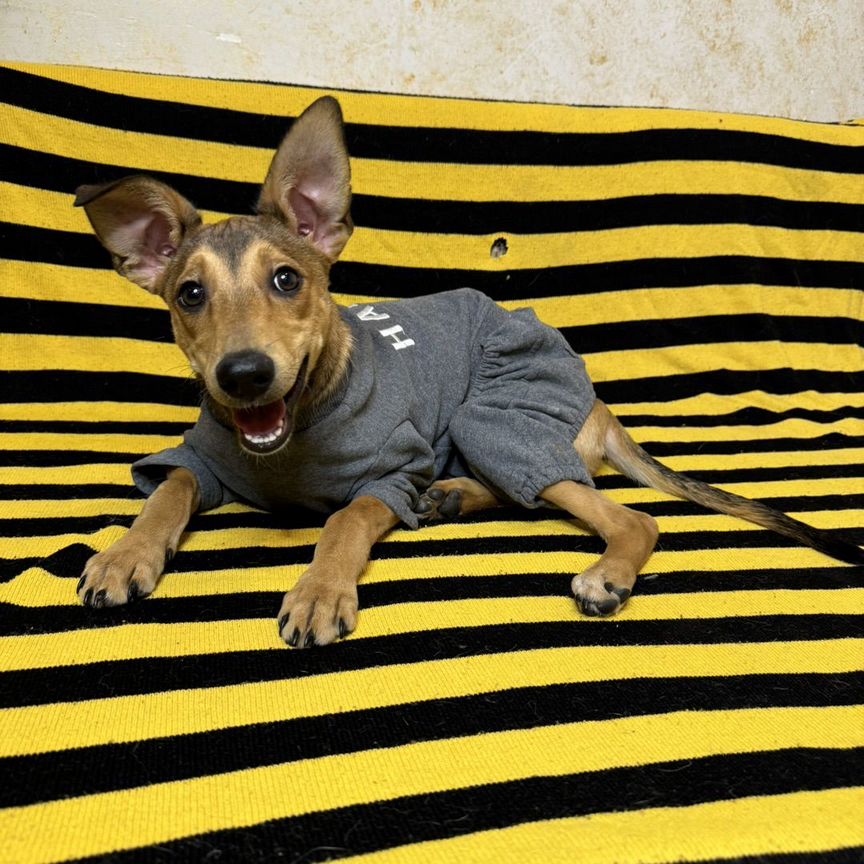 Щенок в добрые руки