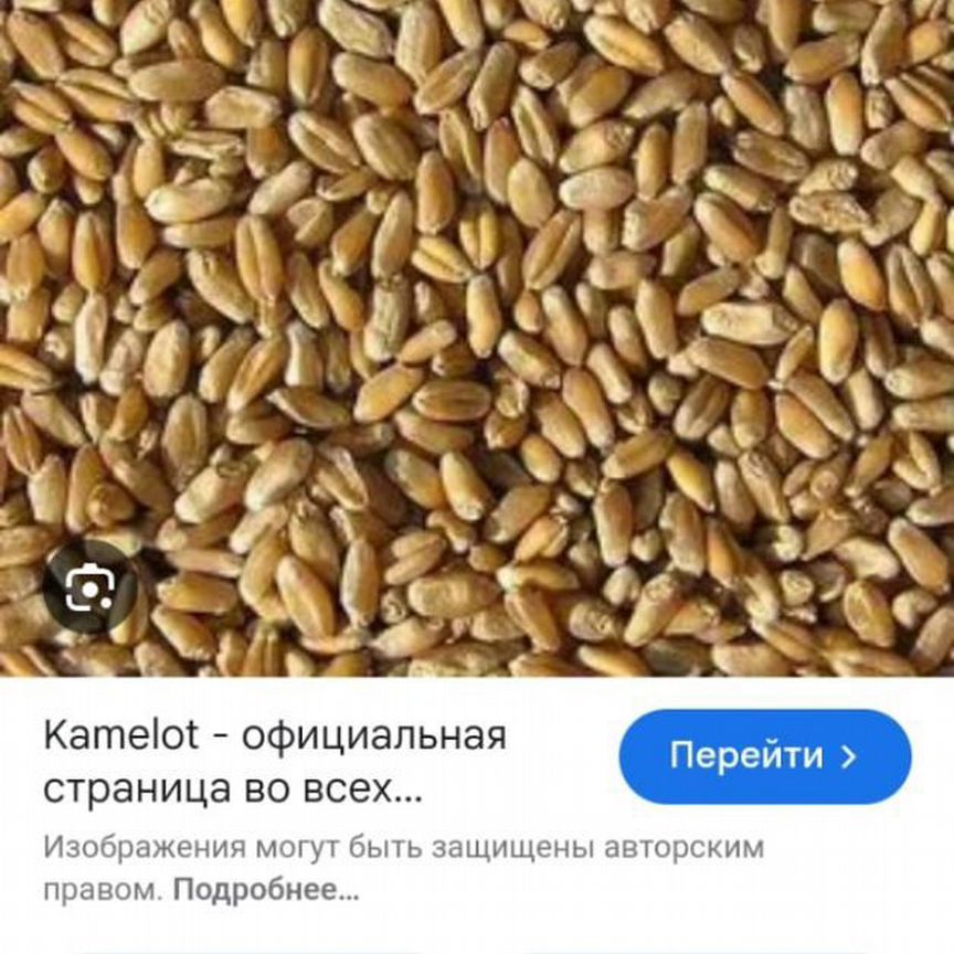 Пшеница