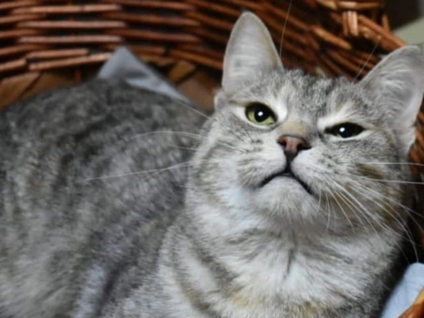 Кошечка в добрые руки