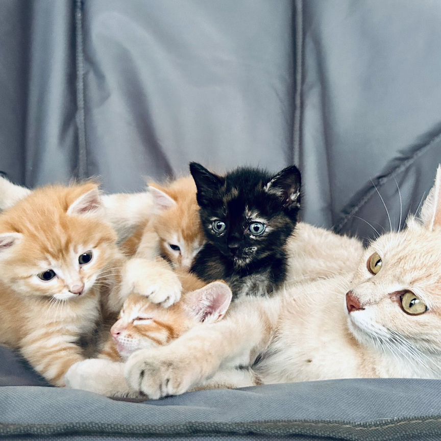 Котята бобтейл