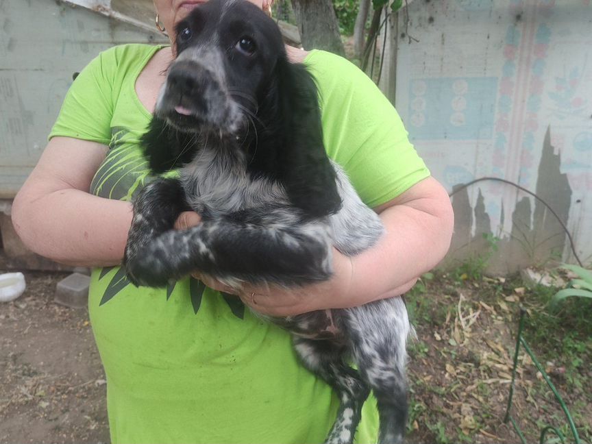 Собака русский спаниель