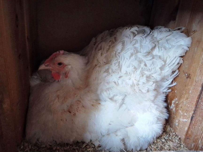 Наседка Брама