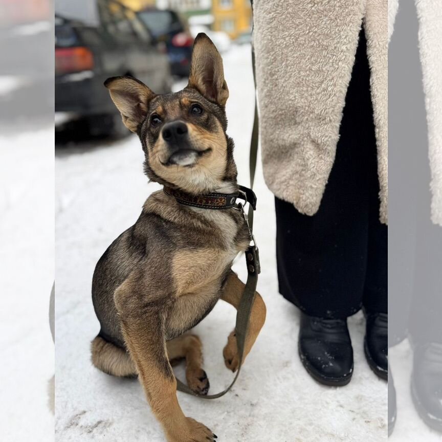 Взрослый пёс в добрые руки