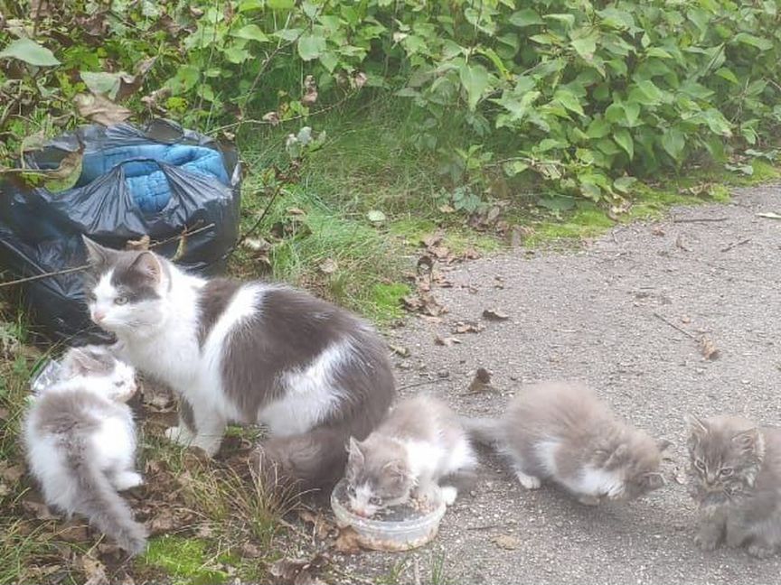 Котята в добрые руки