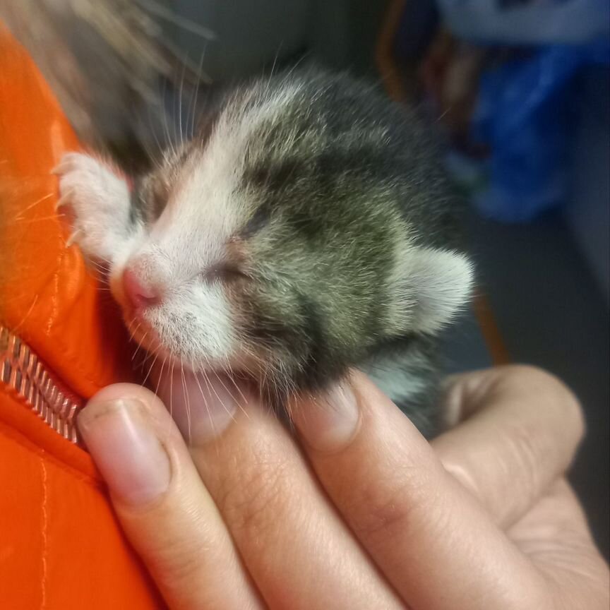 Котёнок в добрые руки