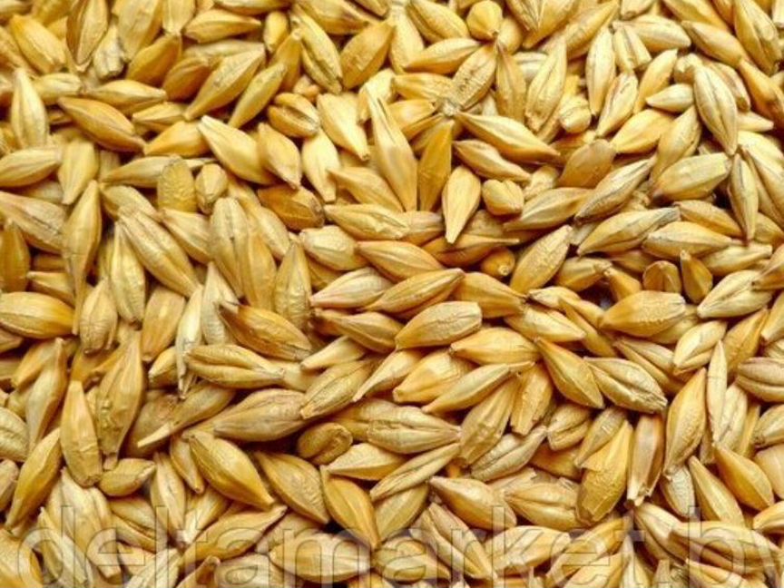 Зерно пшеница ячмень