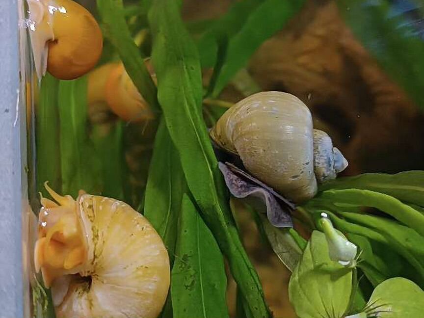 Ампулярии. Моллинезии. Растения. Мох