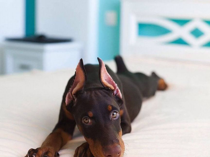 Щенки добермана