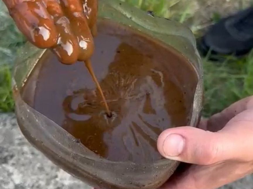 Фуз подсолнечный