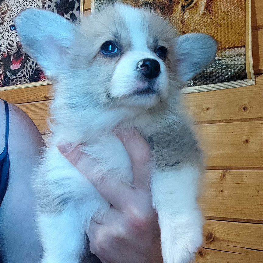 Королевский корги