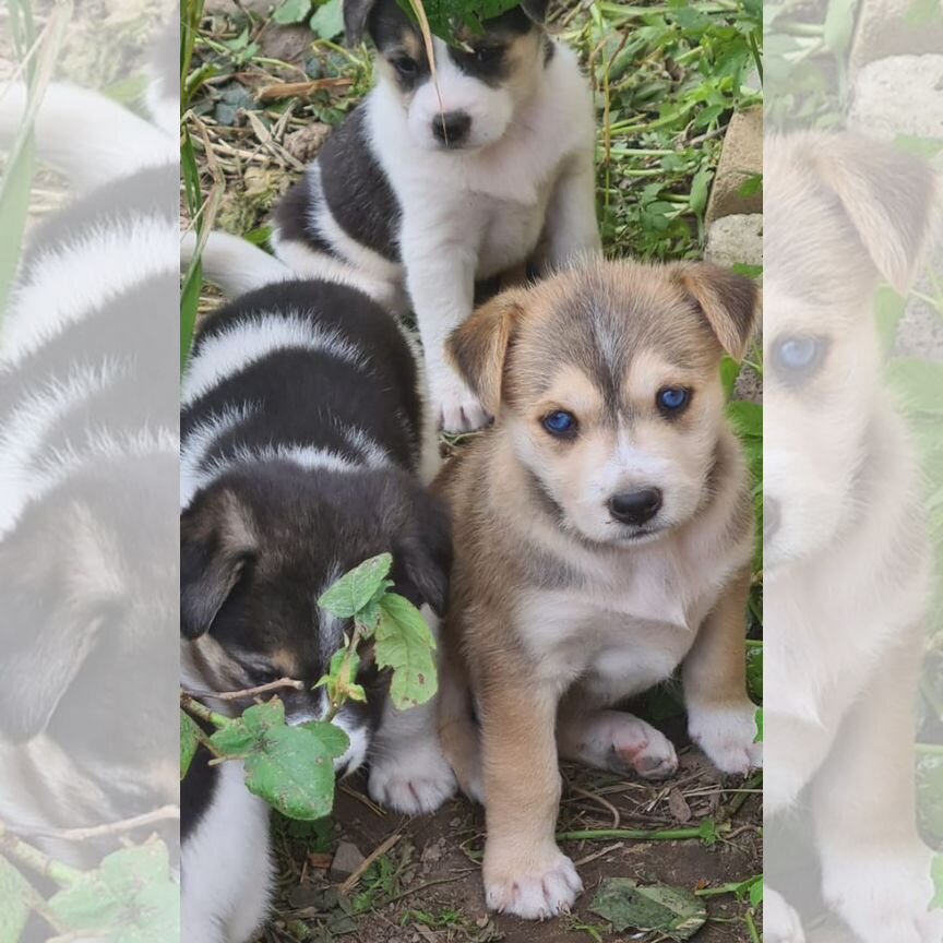 Щенки бесплатно