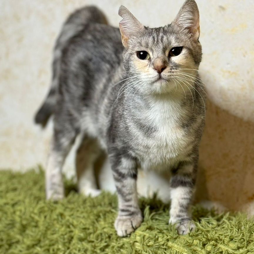 Мурка в добрые руки