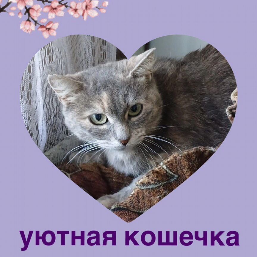 Ласковая кошка компаньон